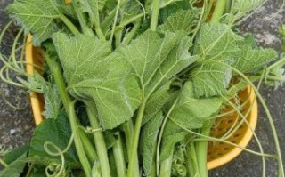 龙须菜是佛手瓜藤吗_佛手瓜藤和龙须菜的区别