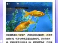 黄金鲫鱼和鲫鱼有什么区别_哪个营养价值更高