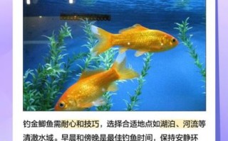 黄金鲫鱼和鲫鱼有什么区别_哪个营养价值更高