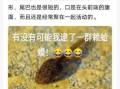 癞蛤蟆睡青蛙_癞蛤蟆和青蛙的区别