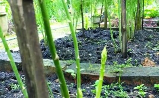 盆栽芦笋怎么种_盆栽芦笋多久能收获