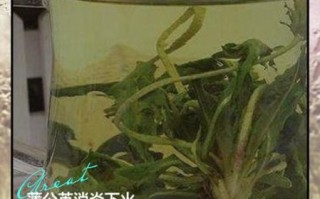 药用蒲公英的功效与作用_药用蒲公英怎么泡水喝