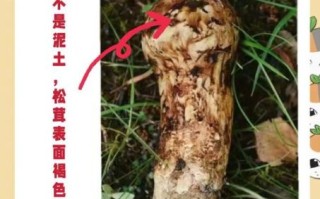 松茸为什么不能水洗_松茸清洗正确方法