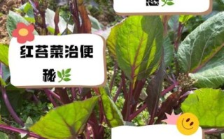 红菜苔的功效与作用_红菜苔的禁忌人群有哪些