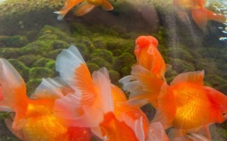 金鱼图片大全哪里找_如何欣赏金鱼美图