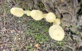 松树底下有毒蘑菇图片_如何辨别致命毒菇