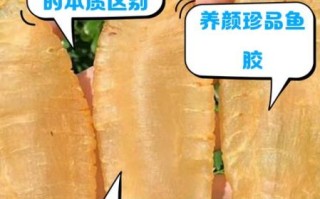 鱼胶是什么鱼做的_花胶和鱼胶的区别