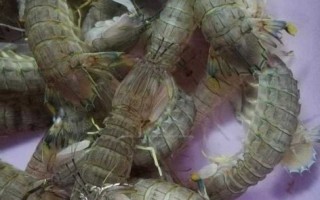 皮皮虾怎么清洗干净_皮皮虾清洗技巧