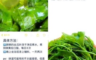 丝瓜叶的功效与禁忌_哪些人不能吃