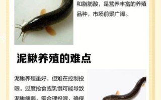 养泥鳅要具备什么条件_泥鳅怎么养