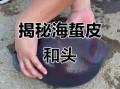 海蜇皮是什么东西_海蜇皮和蜇头区别