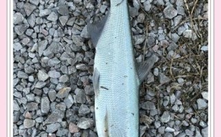 鲦鱼怎么养_鲦鱼吃什么长得快