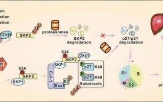 蛋白糖基化修饰是什么_如何检测蛋白糖基化修饰