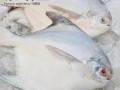 银鲳鱼和白鲳鱼有什么区别_哪个更好吃