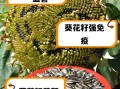 女人吃葵花籽的好处_女人吃葵花籽能减肥吗