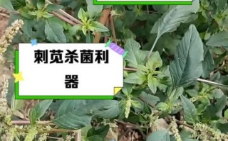 野刺苋菜的功效与作用_野刺苋菜怎么吃最好