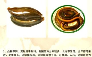 黄鳝和泥鳅一样吗_区别与营养对比
