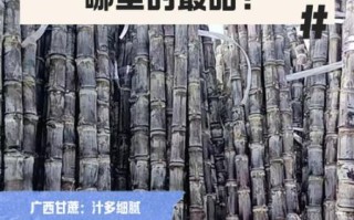 甘蔗产地在哪里_中国甘蔗主产区有哪些