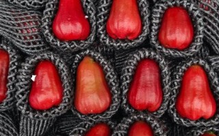 莲雾价格贵吗_莲雾多少钱一斤