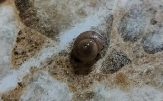 最毒的海螺有哪些_怎么识别致命海螺