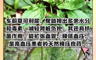 车前草泡水喝的功效与作用_车前草泡水喝的禁忌有哪些
