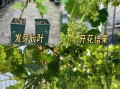 葡萄苗哪个品种好_葡萄苗10大品种怎么选