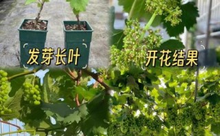 葡萄苗哪个品种好_葡萄苗10大品种怎么选