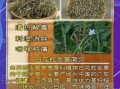 白花蛇舌草的功效与作用_白花蛇舌草禁忌有哪些