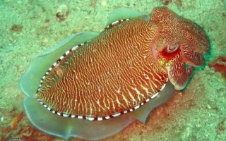 十大乌贼排名_哪种乌贼最毒