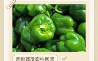 尖椒辣吗_尖椒辣度排行