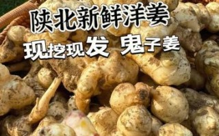 鬼子姜学名叫什么_鬼子姜和洋姜区别