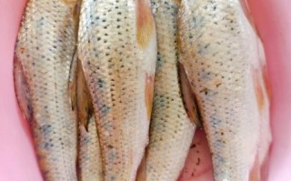 花菇鱼是什么鱼_花菇鱼怎么做好吃