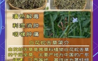 白花蛇舌草的功效与作用_白花蛇舌草的禁忌