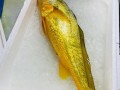 大黄花鱼营养价值_大黄花鱼吃了有什么好处