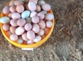 正宗土鸡蛋多少钱一个_土鸡蛋价格行情