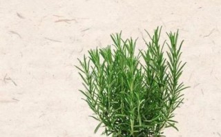 迷迭香周杰伦_歌词含义是什么