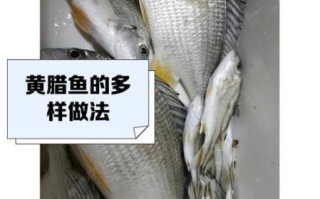 黄腊鱼是什么鱼_黄腊鱼怎么做好吃