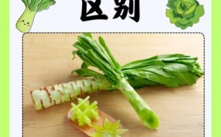 莴苣和生菜的区别_莴苣怎么做好吃