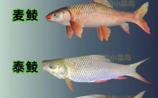 鲮鱼图片大全大图_鲮鱼高清图鉴哪里找