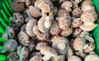 花菇图片大全及价格_花菇多少钱一斤