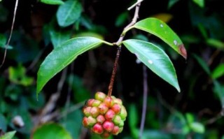 南五味子多少钱一斤_南五味子价格走势