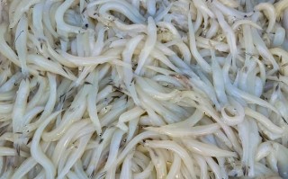 黄瓜香鱼是什么鱼_黄瓜香鱼多少钱一斤 黄瓜香鱼是什么鱼_黄瓜香鱼多少钱一斤