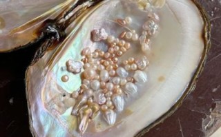 珍珠蚌要养几年出珍珠_珍珠蚌养殖周期多久