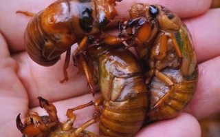 知了猴什么时候出土_知了猴出土时间