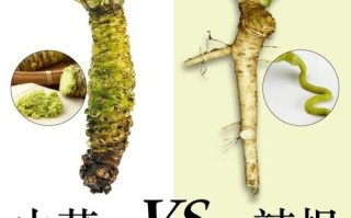 wasabi_vs_mustard_英文区别