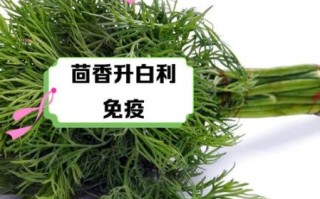 茴香菜的功效与作用有哪些_孕妇能吃茴香菜吗