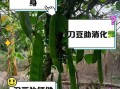 刀豆的功效与作用_刀豆怎么吃才有效