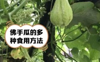 吊方瓜学名是什么_吊方瓜和佛手瓜区别
