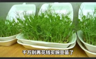 豌豆发芽了怎么种植_豌豆苗移栽方法