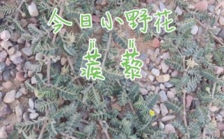 蒺藜怎么读_蒺藜的功效与作用